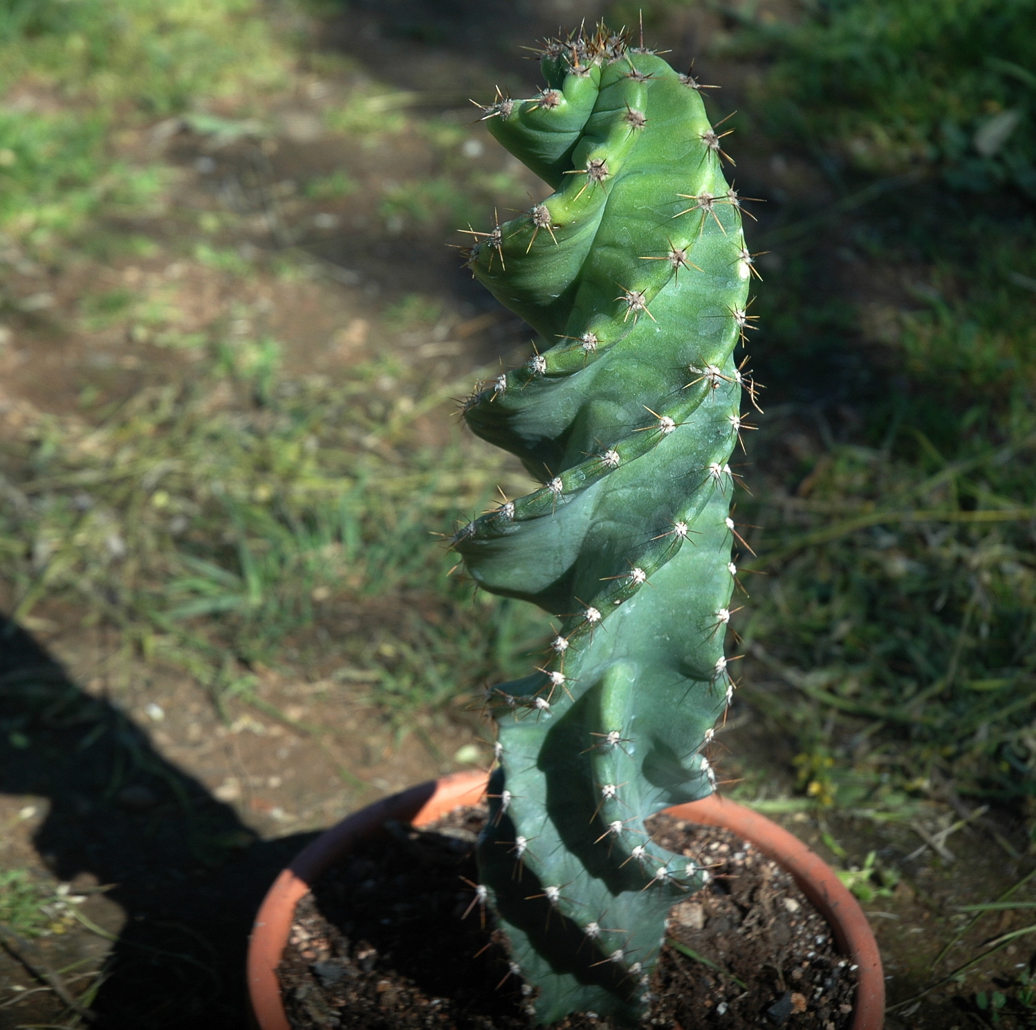 TIERRA SECA -CACTUS : CEREUS FORBESII SPIRALIS,Ref.266 SPI