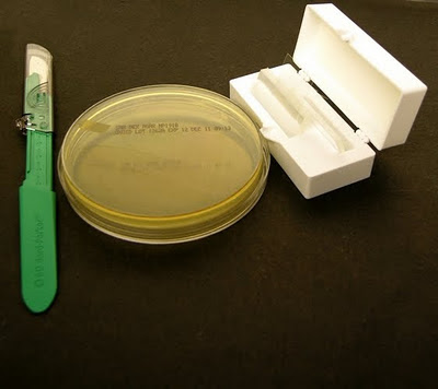 Fun With Microbiology (What's Buggin' You?): Slide Culture Technique