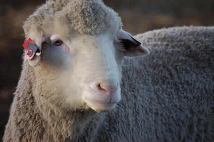 Th!nk-Argentina: VALIOSA ALIANZA ENTRE PATAGONIA INC, OVIS XXI Y THE ...