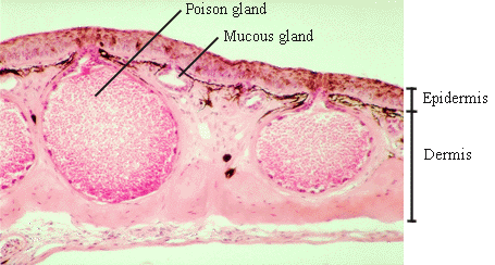Comparative anatomy: integumentary system