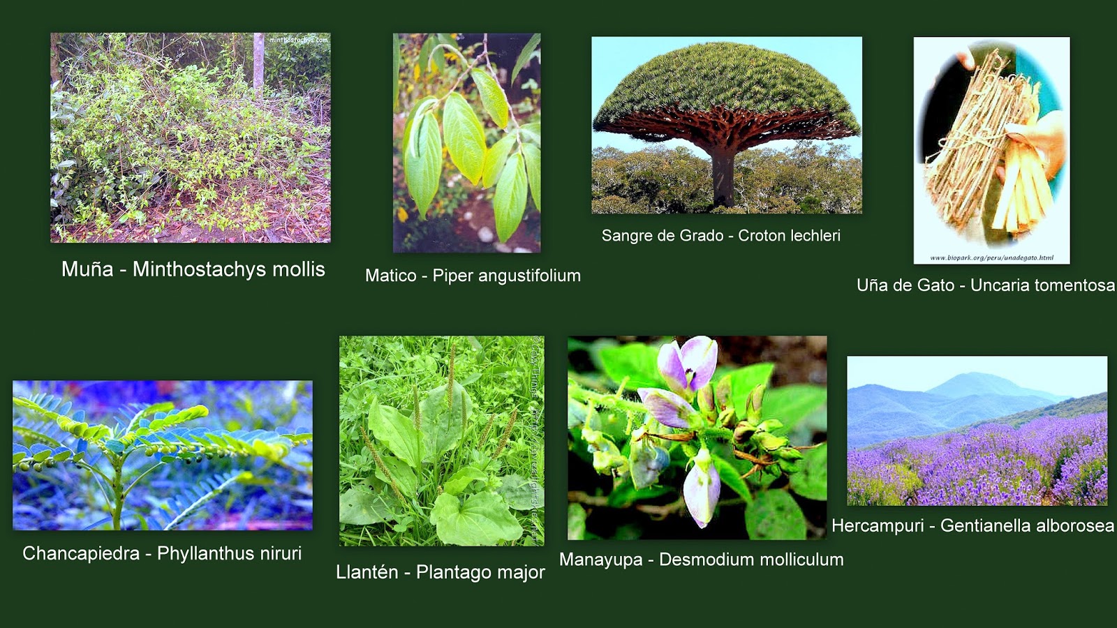 Animales y Plantas de Perú: mayo 2016