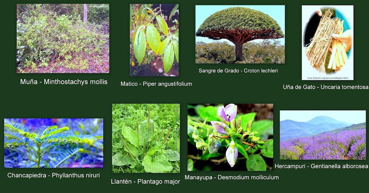 ANPP Animales y Plantas de Perú: Especies Medicinales del Perú