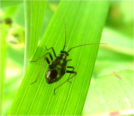 Insects of Scotland: True Bugs