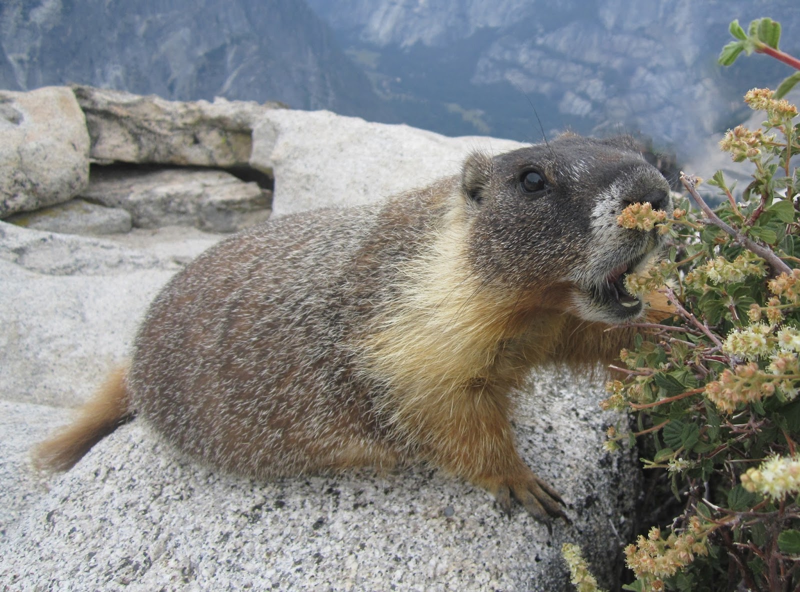 Yellow-bellied Marmot: Denizen of the High Sierra