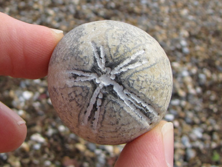 Fossils & Antiques: Extremely Rare fossils prices