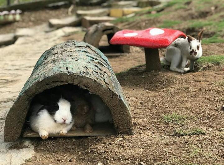 Arnab Village (Ranau) - 2022 Tiket Masuk