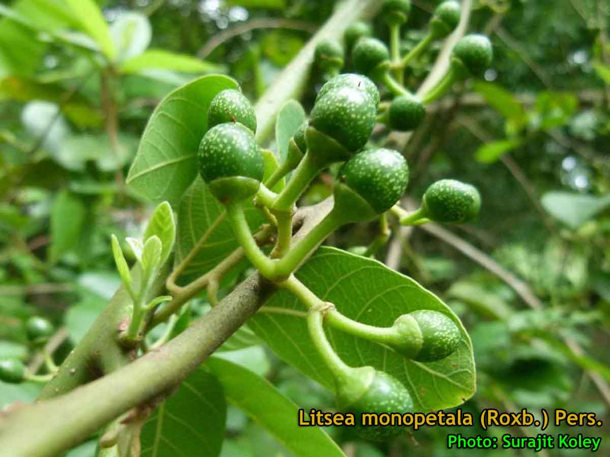Medicinal Plants: Litsea monopetala, Meda, Maidaa-lakdi, Litsée à un ...