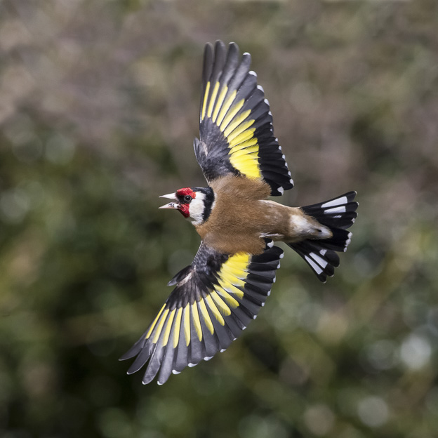Bird and Wildlife Photos from Somerset and Devon : Birds in flight with ...