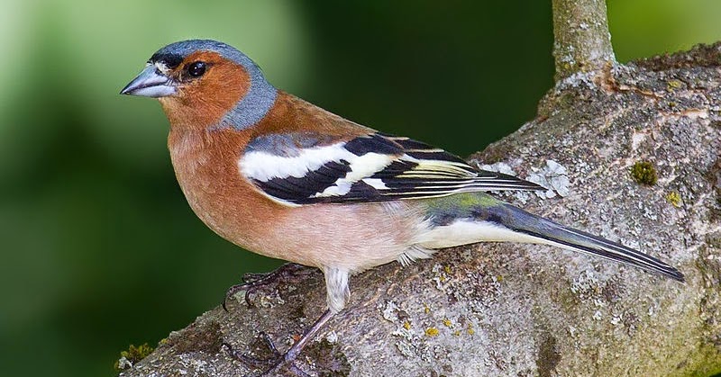 Canarios Marques: Tentilhão ( Fringilla Coelebs )