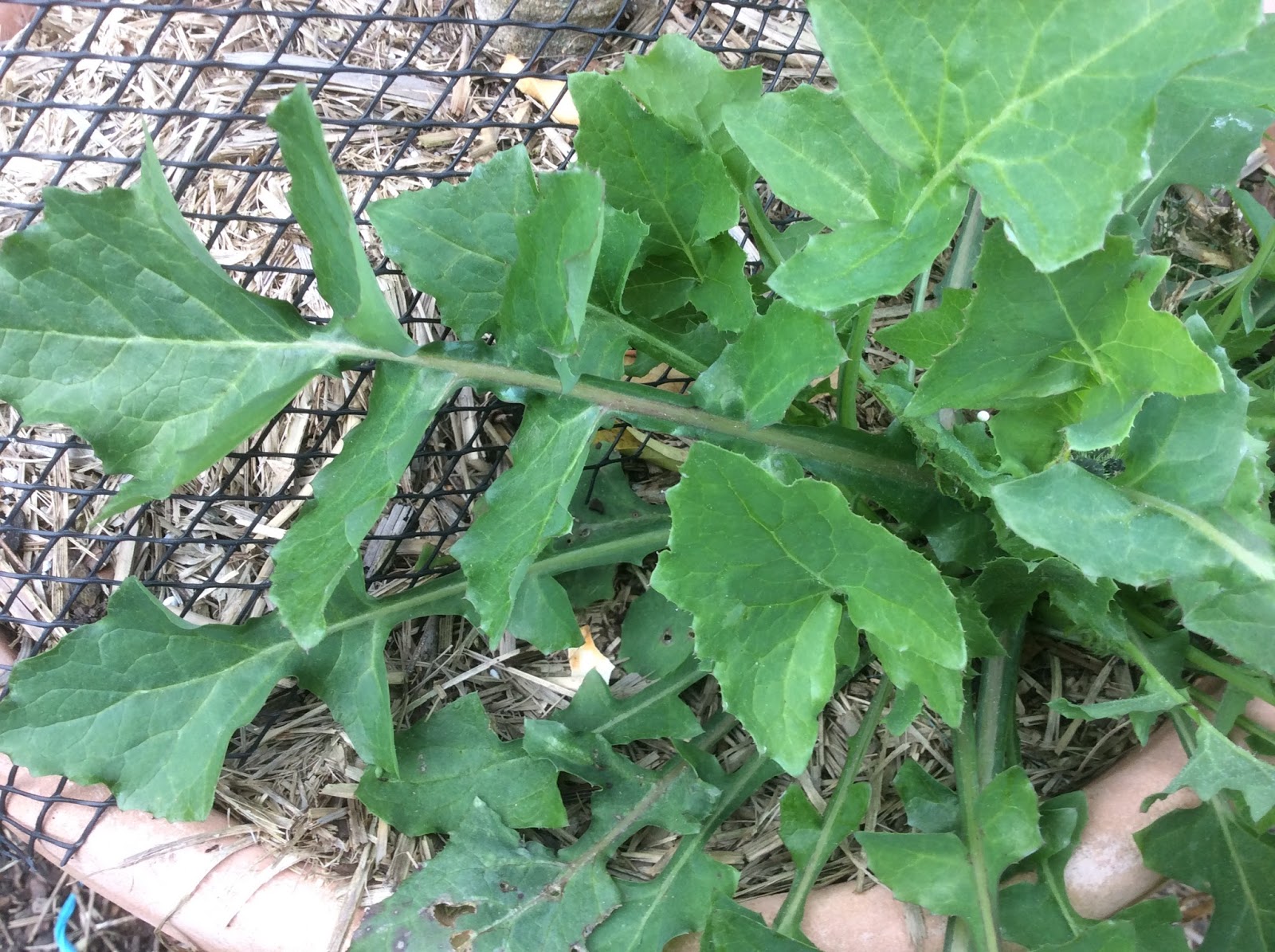 My Cooking and My Garden: Wild Weeds - Edible Plants