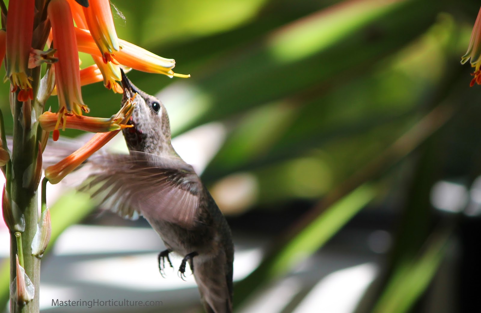 Mastering Horticulture: Hummingbirds and Succulent Flowers