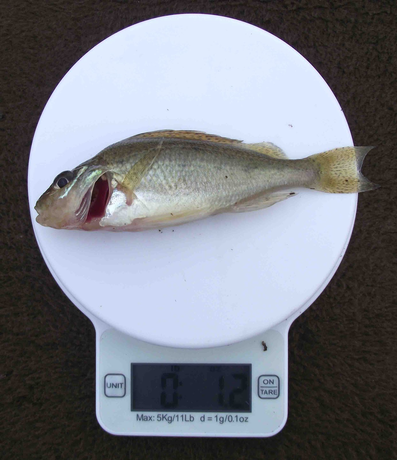 The Lure of Angling: Catching the smallest fish using the biggest bait.