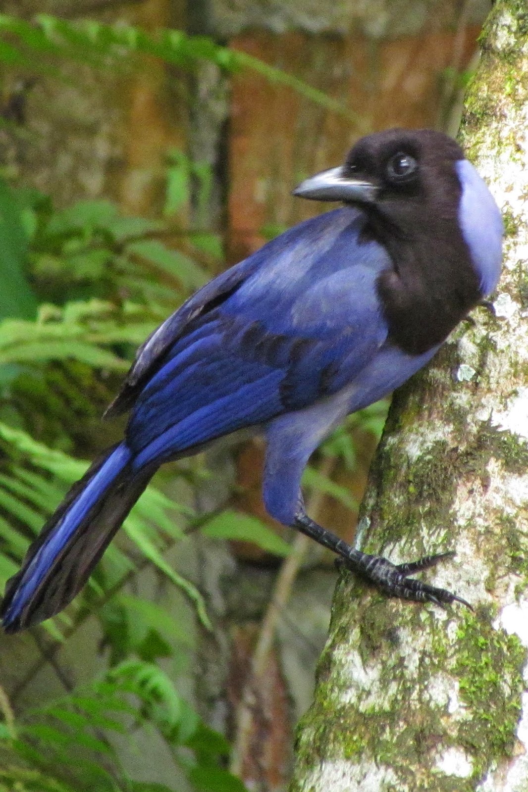 Aves del Putumayo : Las Hermosas Fotos de Aves de Libardo Valdez