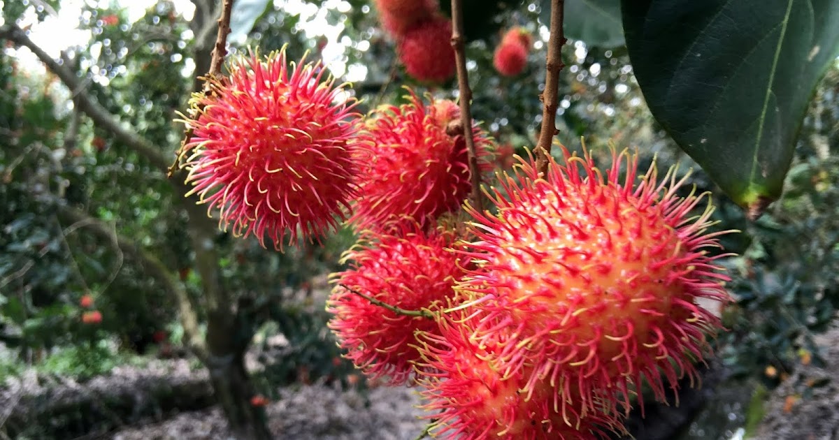 Rambután