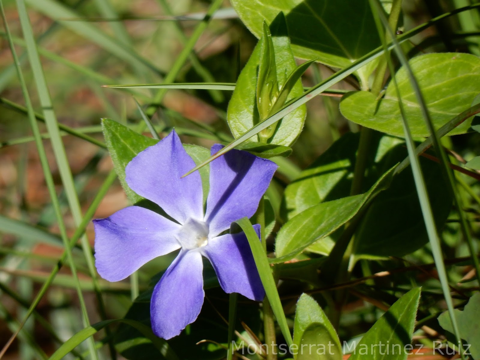 VINCA MAJOR ¿o es Vinca Minor? - BOTÀNIC SERRAT