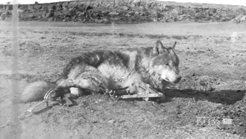 Wolf King Lobo(狼王羅伯)