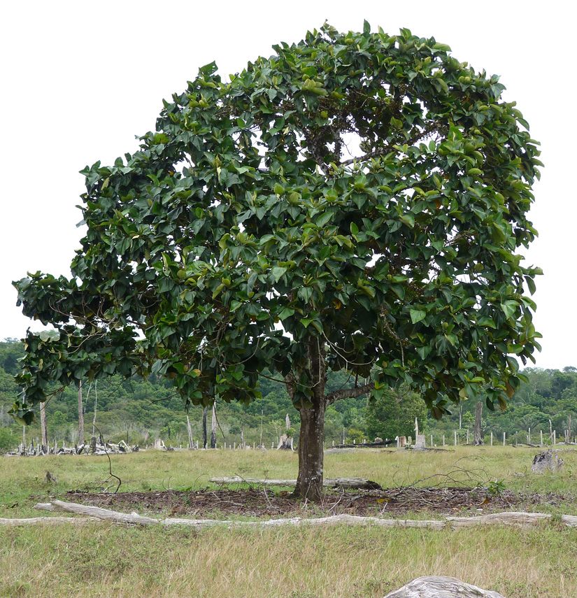 GOIABEIRA / A GOIABEIRA DA TIA OLGA - ODIR MILANEZ e YSOLDA CABRAL