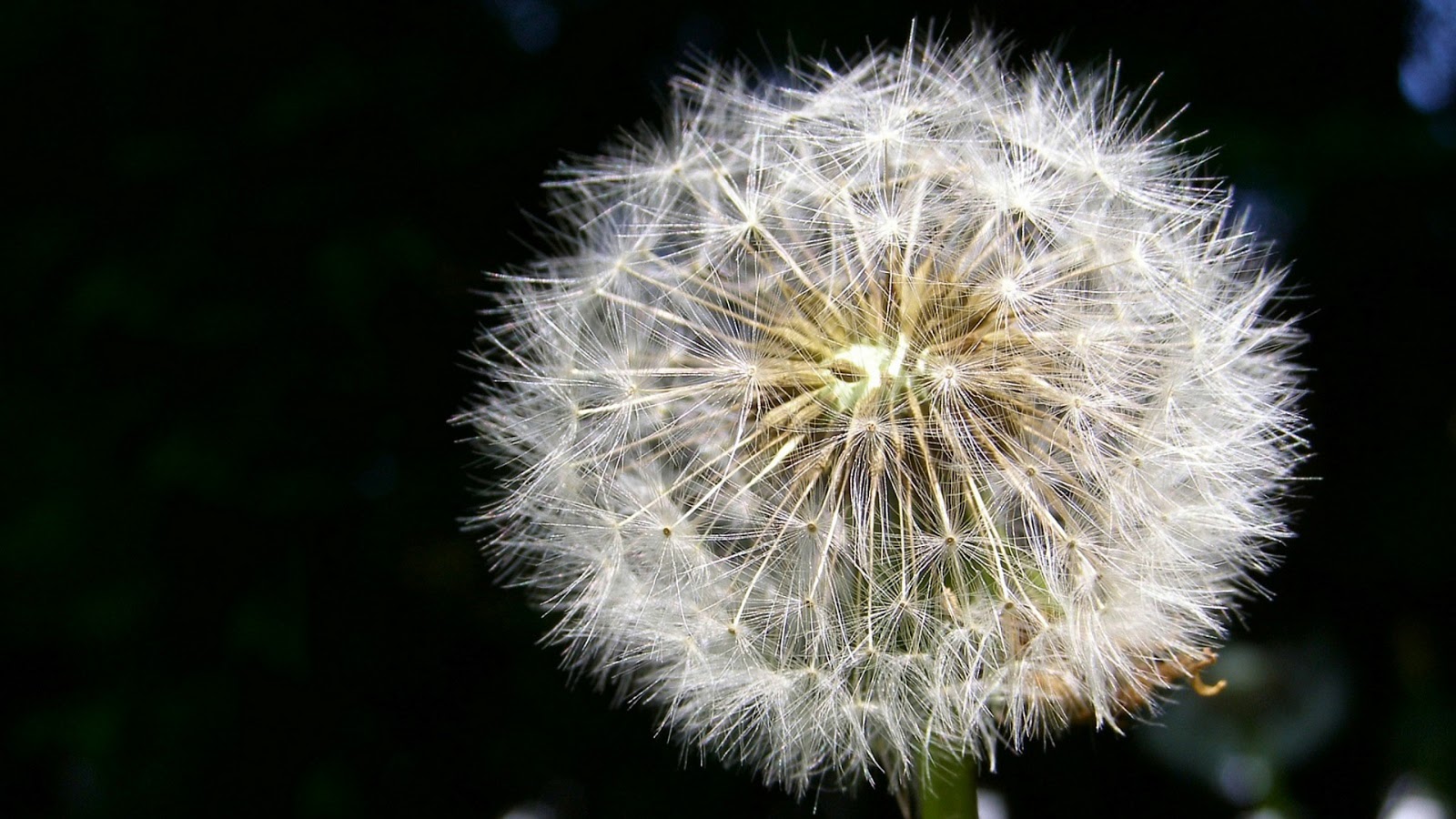 Dandelion Hd Wallpapers 1080p | HQ Wallpapers