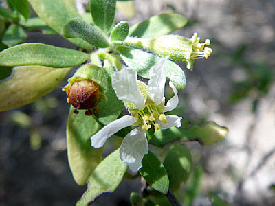 kadolana: ක‍‍ඩොලාන ශාඛ