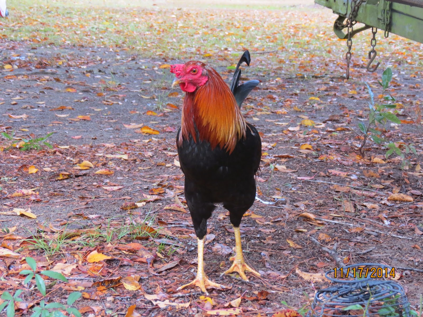 Animals In the Shadows: Commando