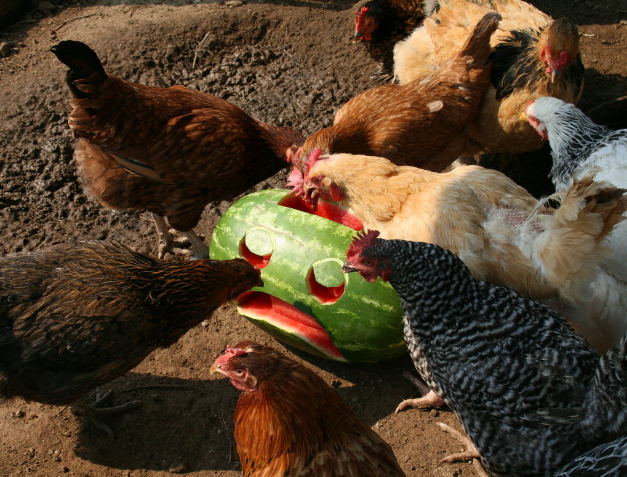 Jack's Henhouse: How To Feed Your Chickens A Watermelon
