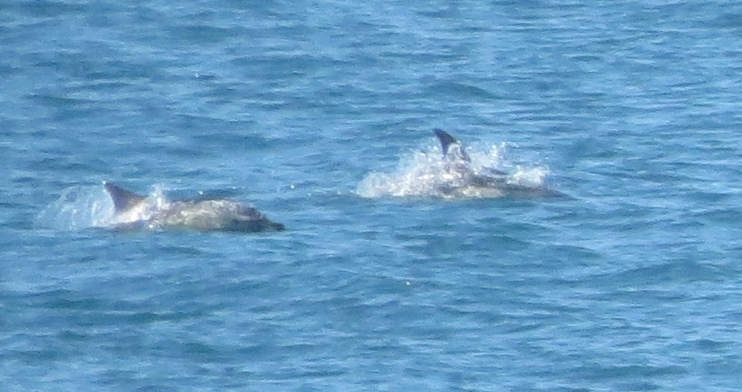 Whales in Wales: Stena Super Ferry Animals!