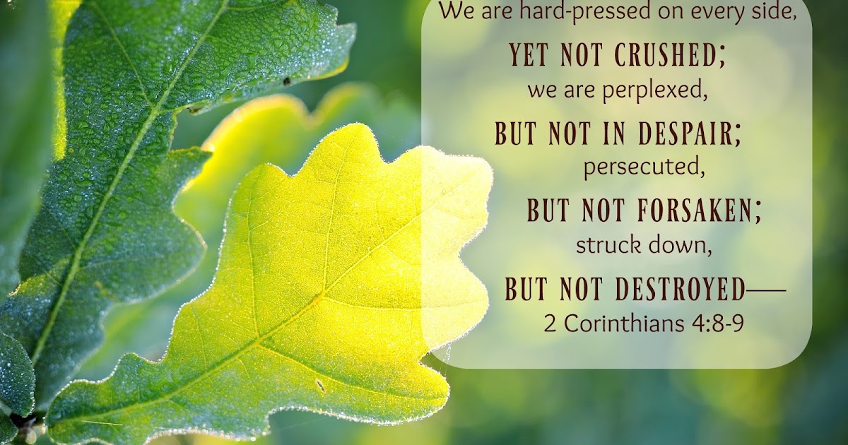 Little Birdie Blessings : Hard-Pressed but not Crushed