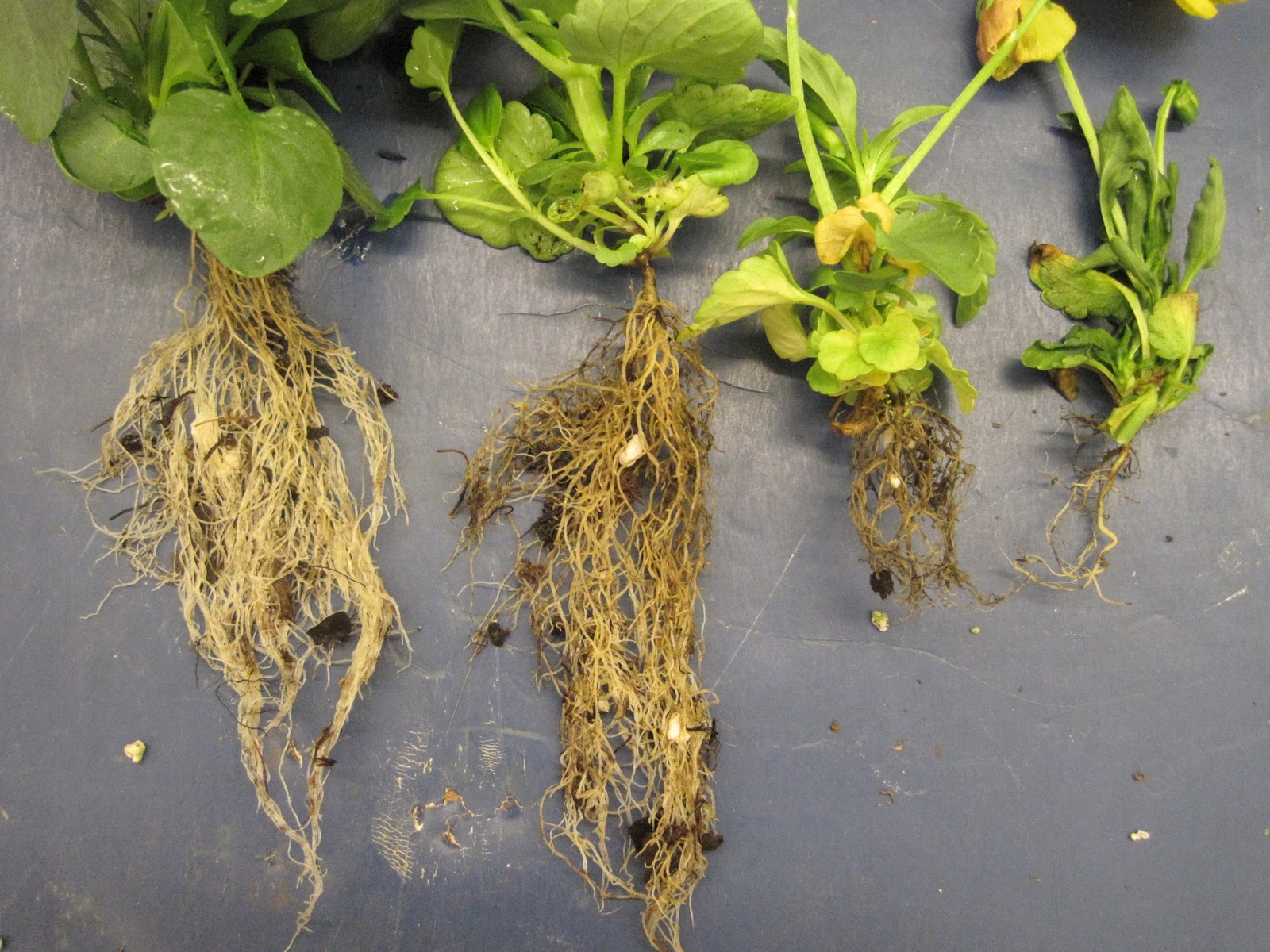 Ncsu Pdic Black Root Rot In The Landscape