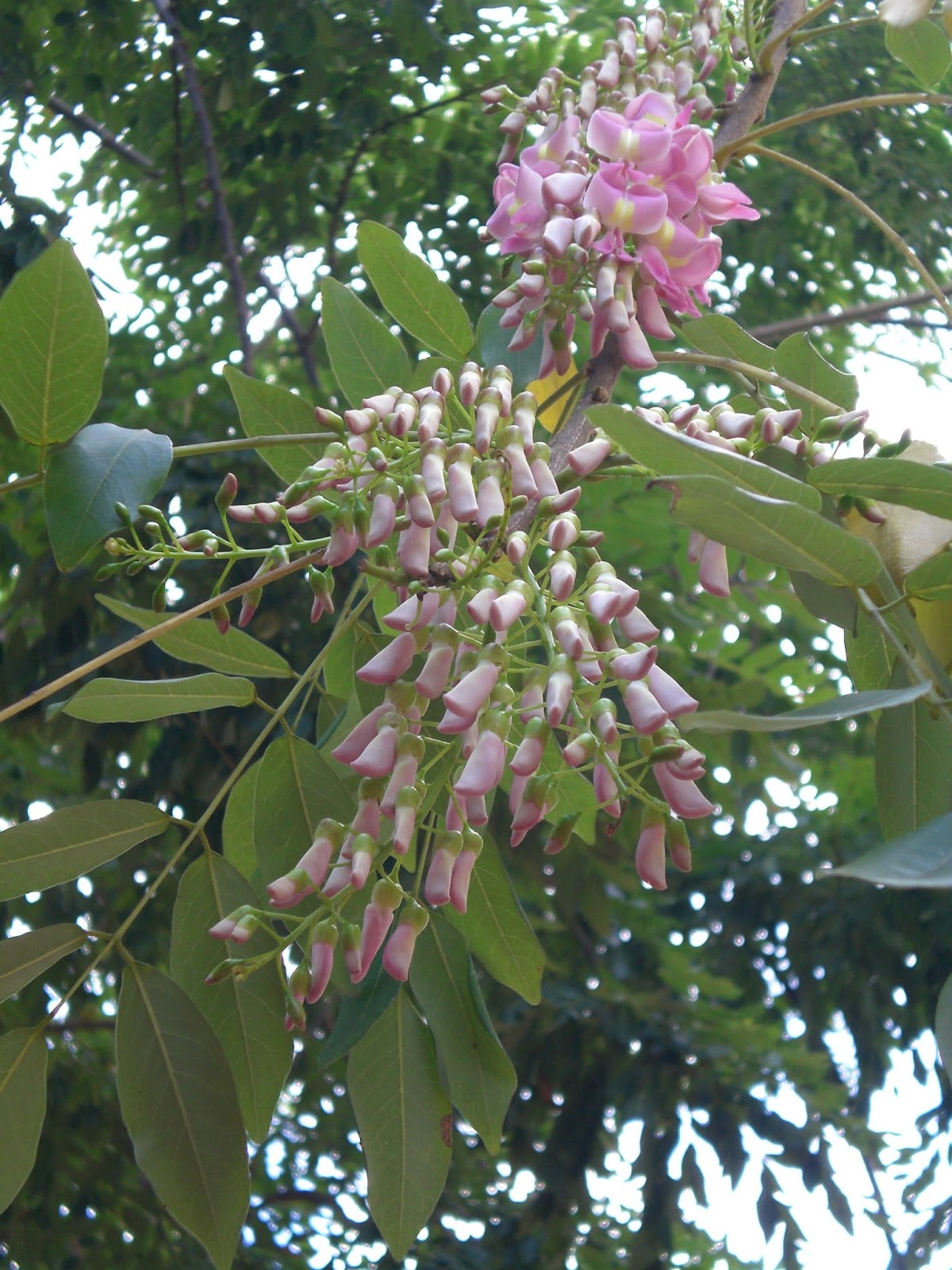 Gliricidia sepium o matarratón | Flores colombia