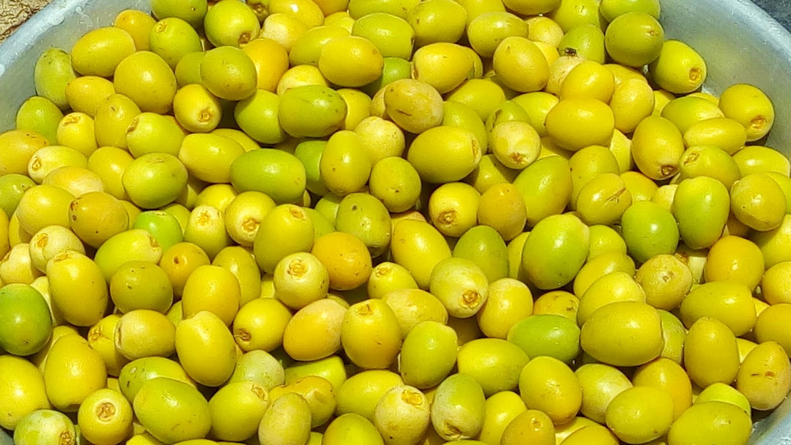 Sri Sai Dates - Barhi (Barhee) Dates