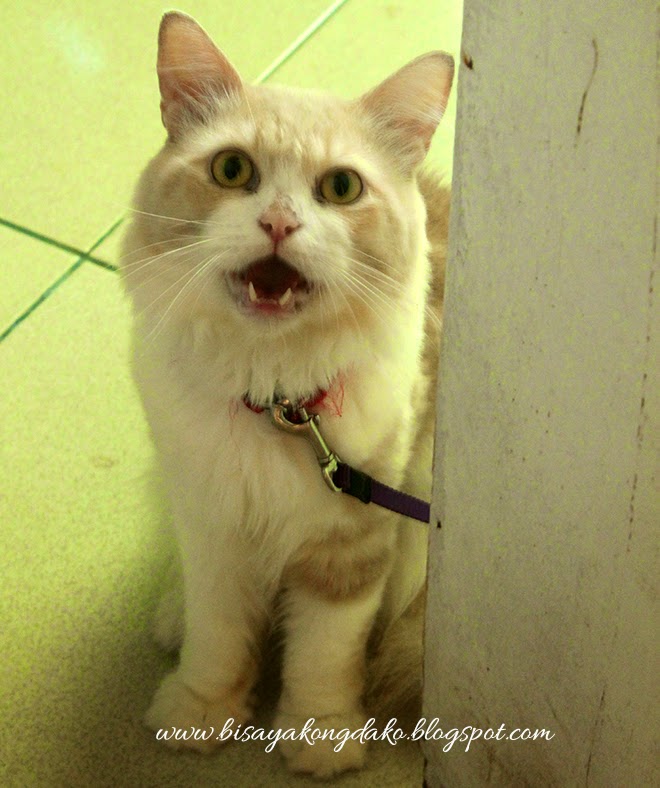 Bisaya-Kong-Dako! Ikaw? Unsa Ka?: #1: Bisaya Translation (Animals)