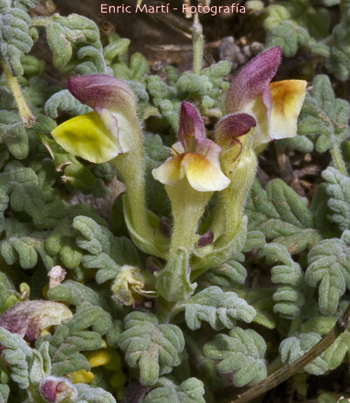 Labiatae: Scutellaria orientalis subsp hispanica - Flores Silvestres ...