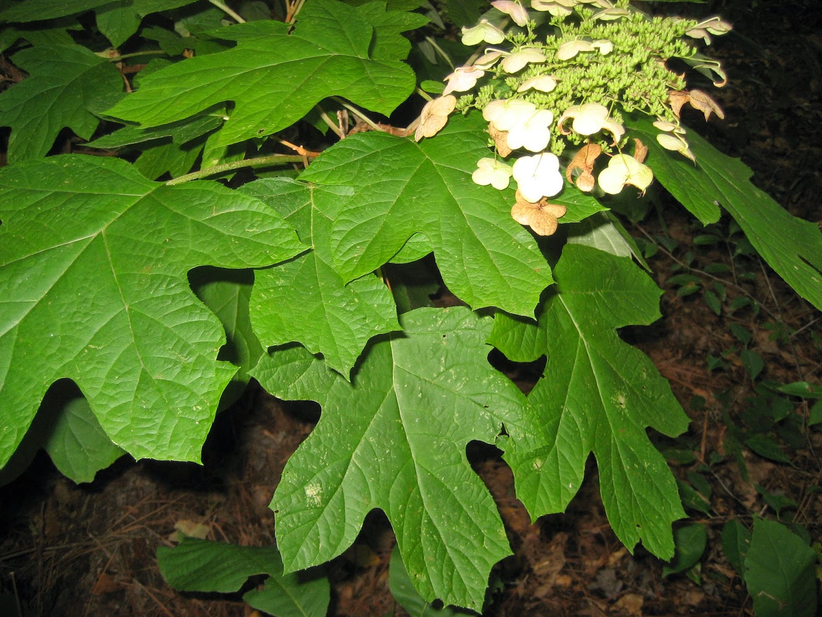 Discovering His Creation: Oak-leaf Hydrangea (Hydrangea quercifolia)