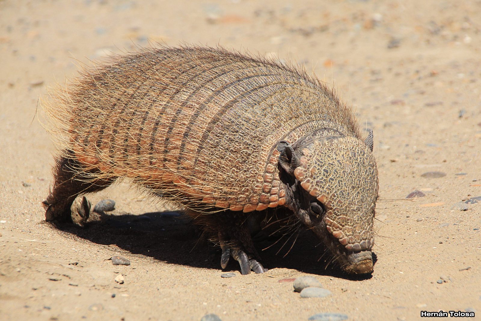Patagonia: Peludo (Chaetophractus villosus)