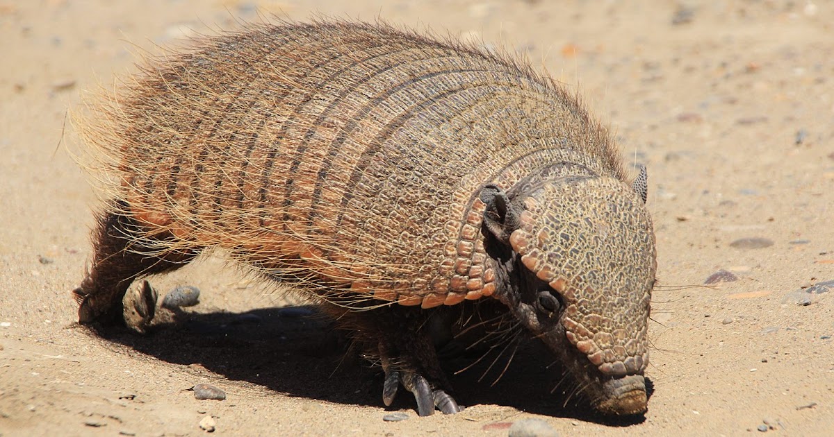 Patagonia: Peludo (Chaetophractus villosus)