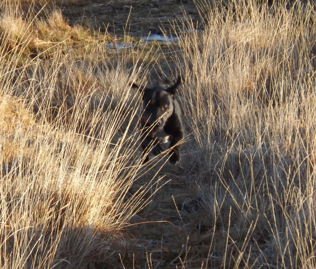 Dartmoor Ramblings: MEERDOG WELCOMES 2014