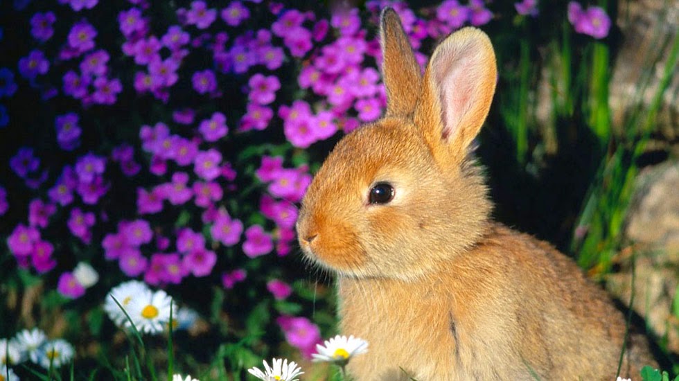 nicka-marie: Compère lapin : conte pour enfant