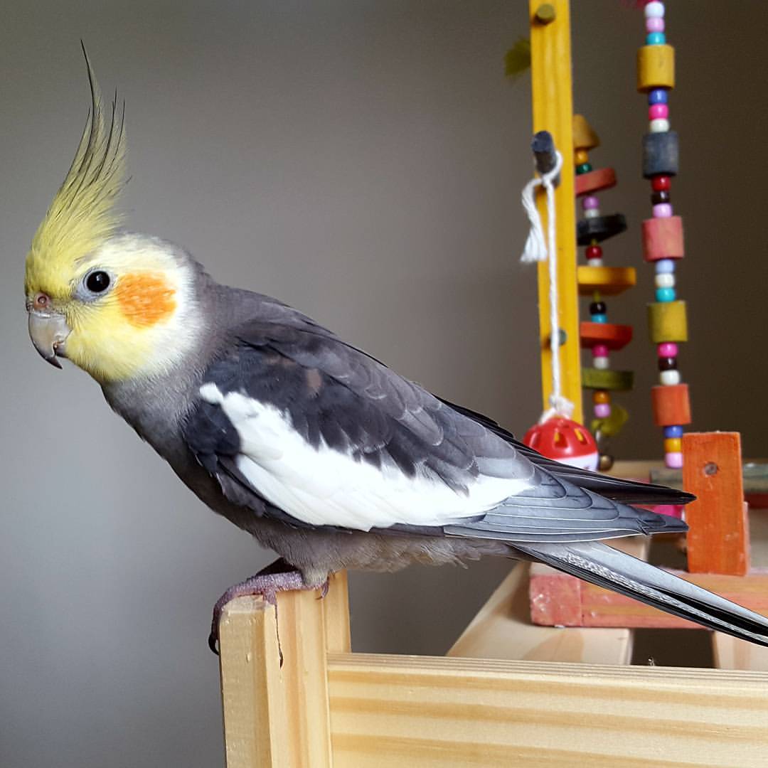 Peta - A calopsita !: Lindas imagens de calopsitas