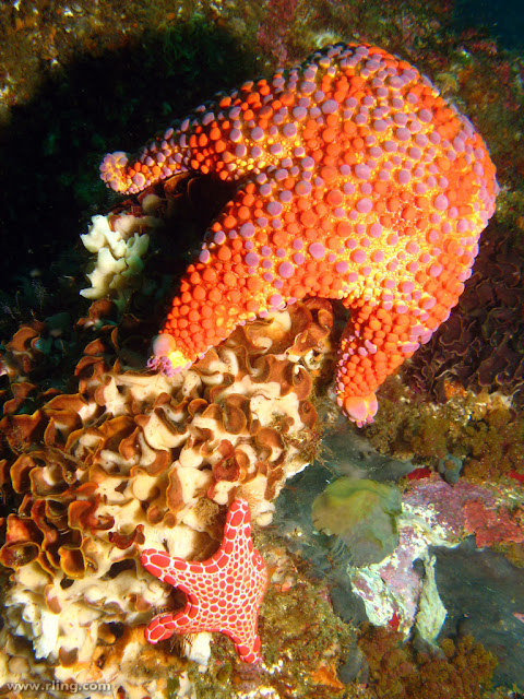 Real Monstrosities: Firebrick Starfish