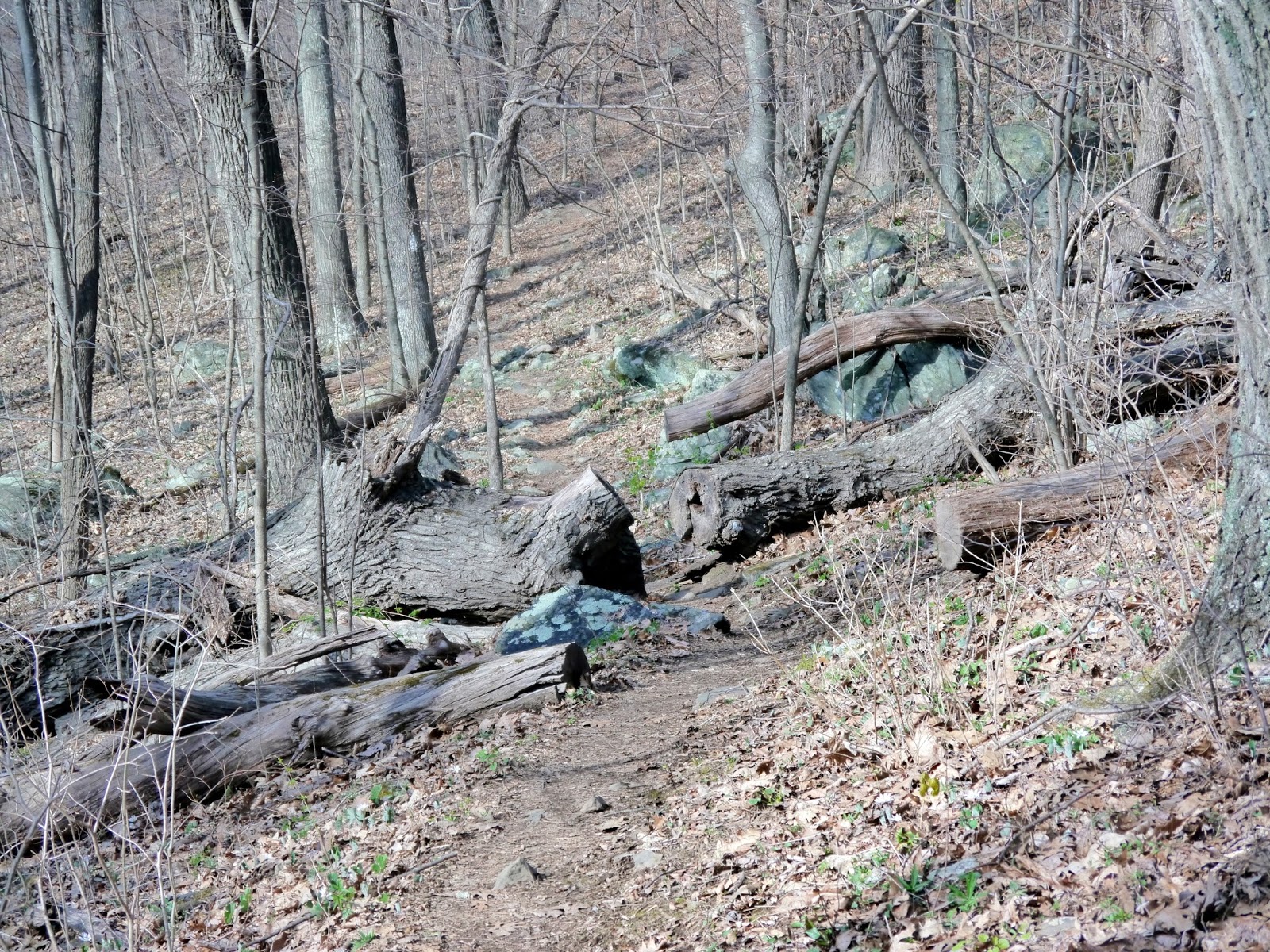 American Travel Journal: Rockfish Gap to McCormick Gap - Appalachian ...