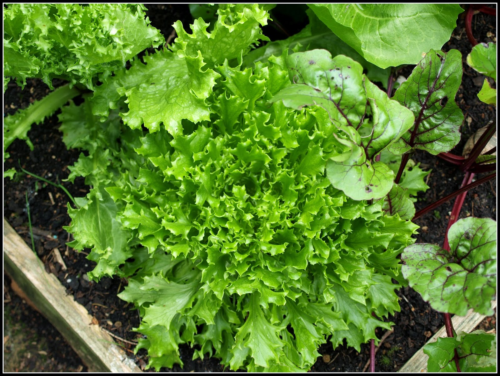 Mark's Veg Plot: Radicchio