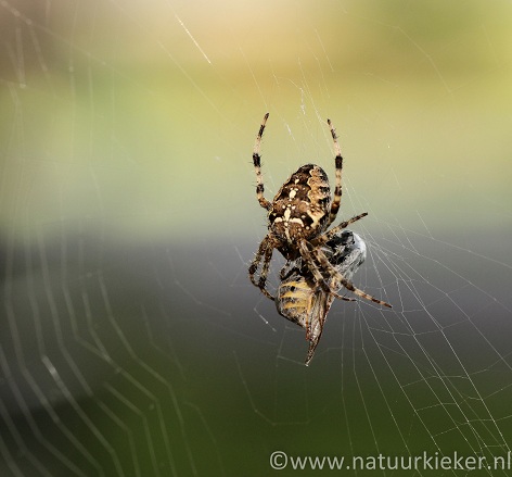De Kruisspin- Araneus diadematus
