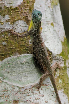 Crystal and Bryan in Singapore: Things We Find in the Woods Part Seven