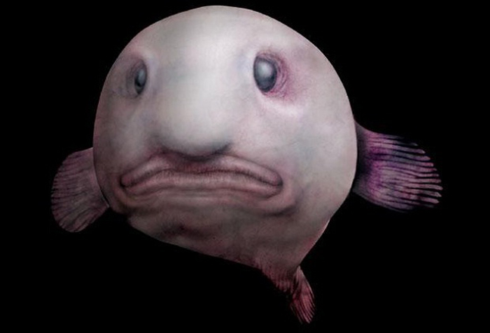 Blobfish, el pez más triste del mundo - Curiosidades