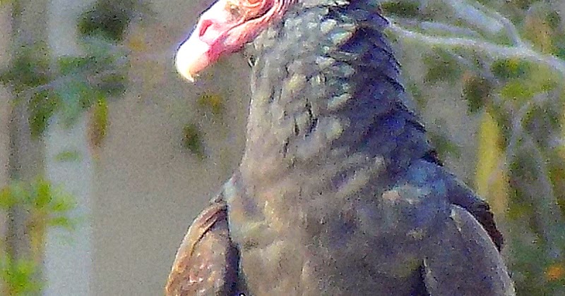 Comfort Spiral: One Vulture Two