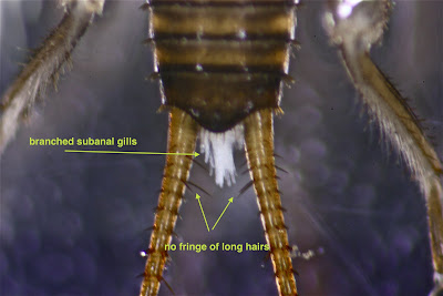 Aquatic Insects of Central Virginia: Same Old, Same Old -- With One ...