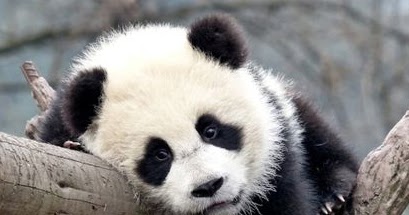 TarePanda | The Duchess' Hands