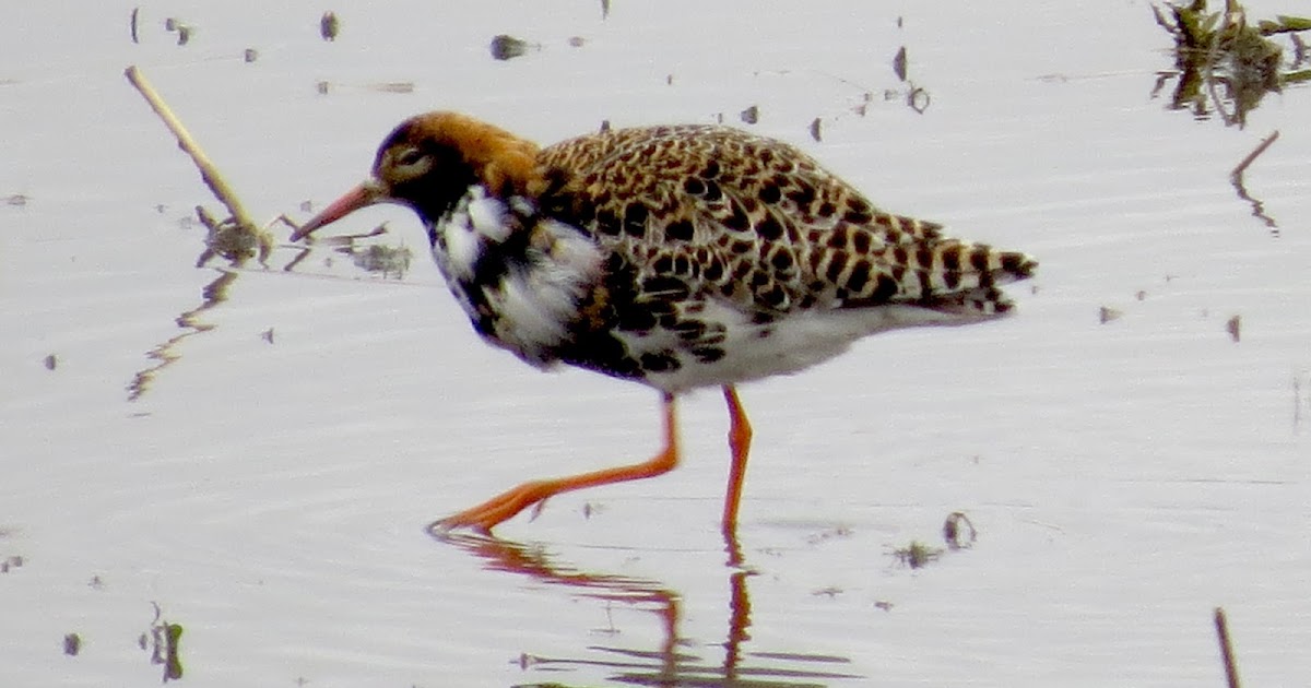 North Shore Nature: A Ruff in Chatsworth! [updated Apr. 24]
