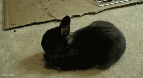 Funny animal gifs (10 gifs) | Amazing Creatures