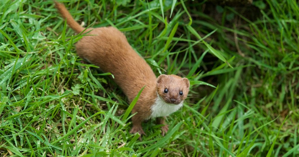 Matt's Photos: Weasels